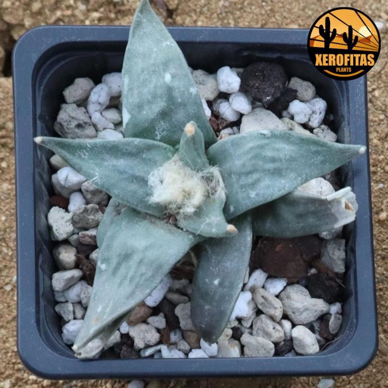 Comprar cactus Ariocarpus retusus - plantasxerofitas.com